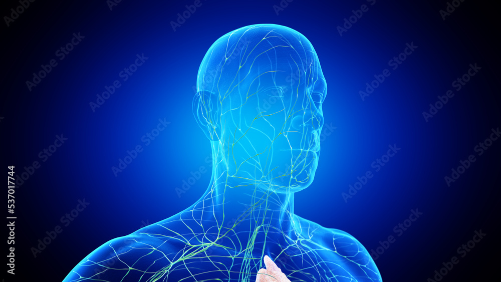 3d rendered medical illustration of the lymphatic system of the head ...