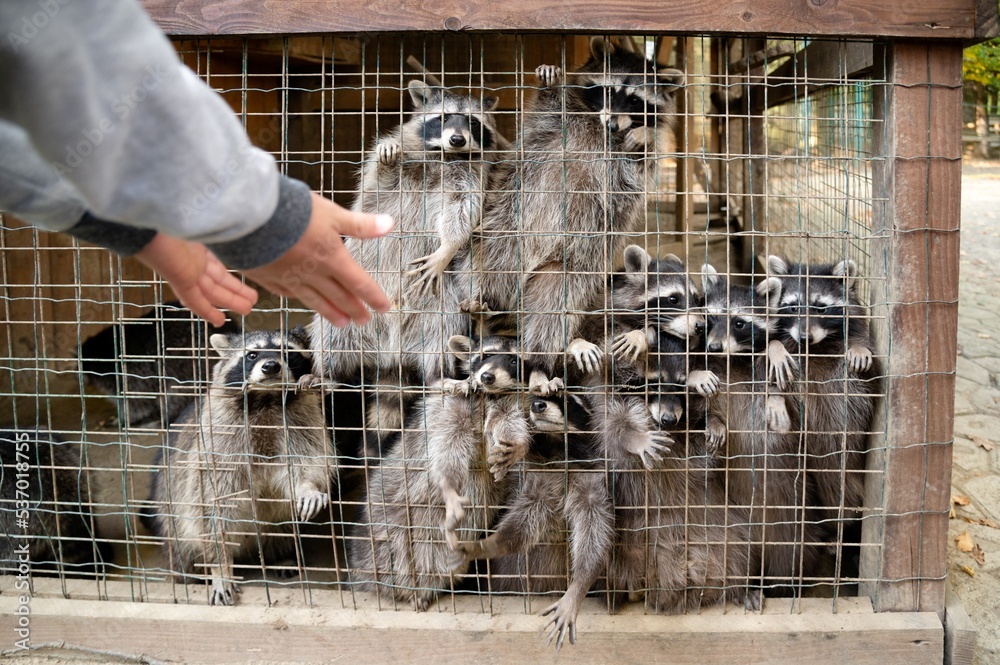 Many raccoons. Rehabilitation center for assistance and treatment of ...