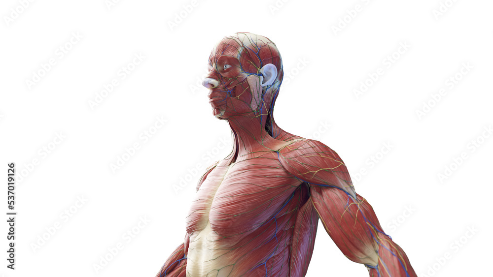 3d rendered medical illustration of the male anatomy of the upper body ...