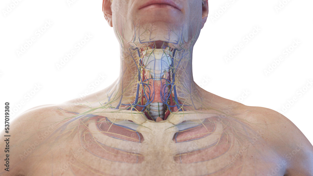 3d rendered medical illustration of the anterior neck anatomy ...