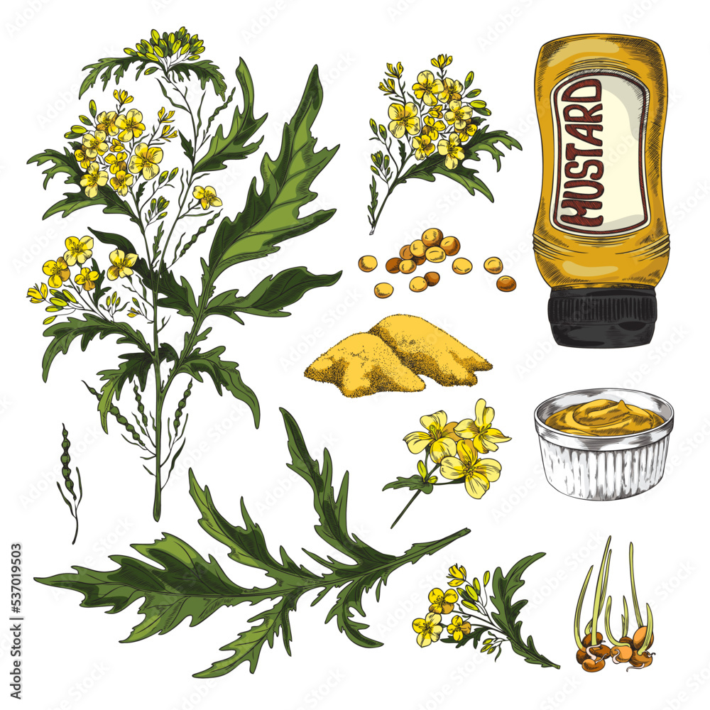 Mustard seeds, plant and sauce in gravy boat and seasoning bottle ...