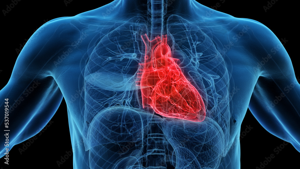 3d rendered medical illustration of the human heart highlighted in the ...