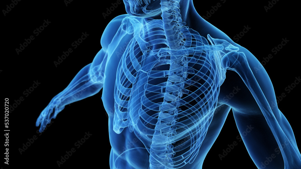 3d rendered medical illustration of the skeletal anatomy of the upper ...