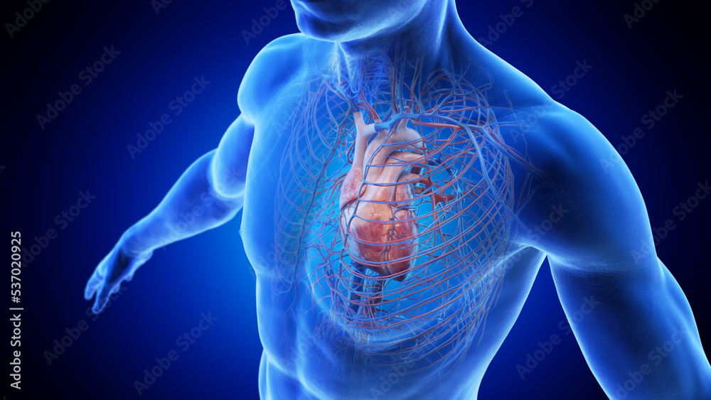3d rendered medical illustration of the human heart in a male body ...