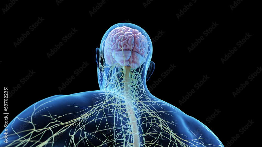 3d rendered medical illustration of a posterior view of the brain and ...