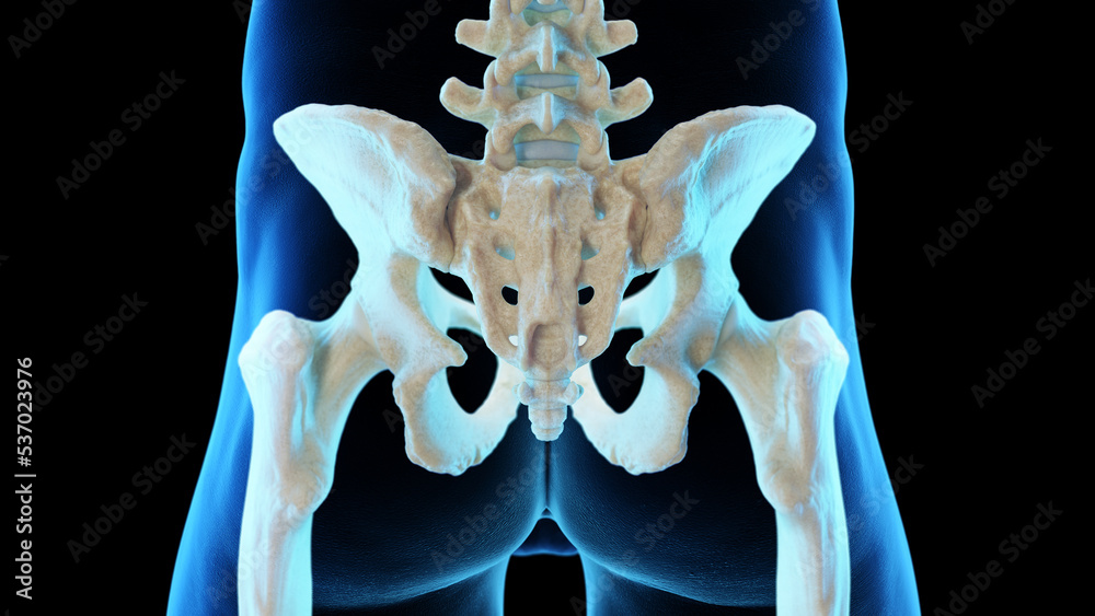3d rendered medical illustration of the posterior skeletal anatomy of ...