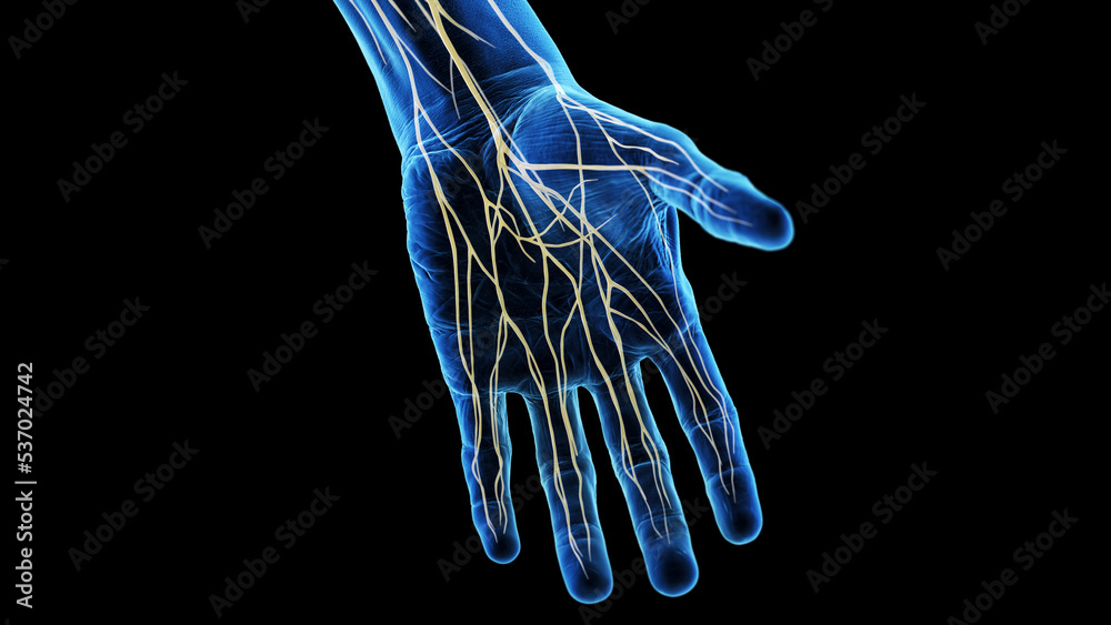 3d rendered medical illustration of the nerves of the hand Stock ...
