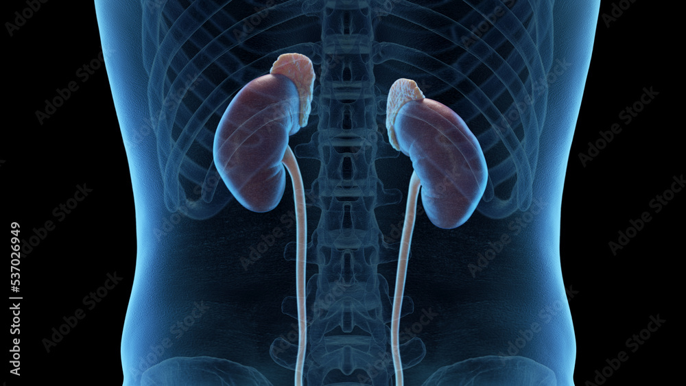 3d rendered medical illustration of the kidneys, adrenal glands and ...