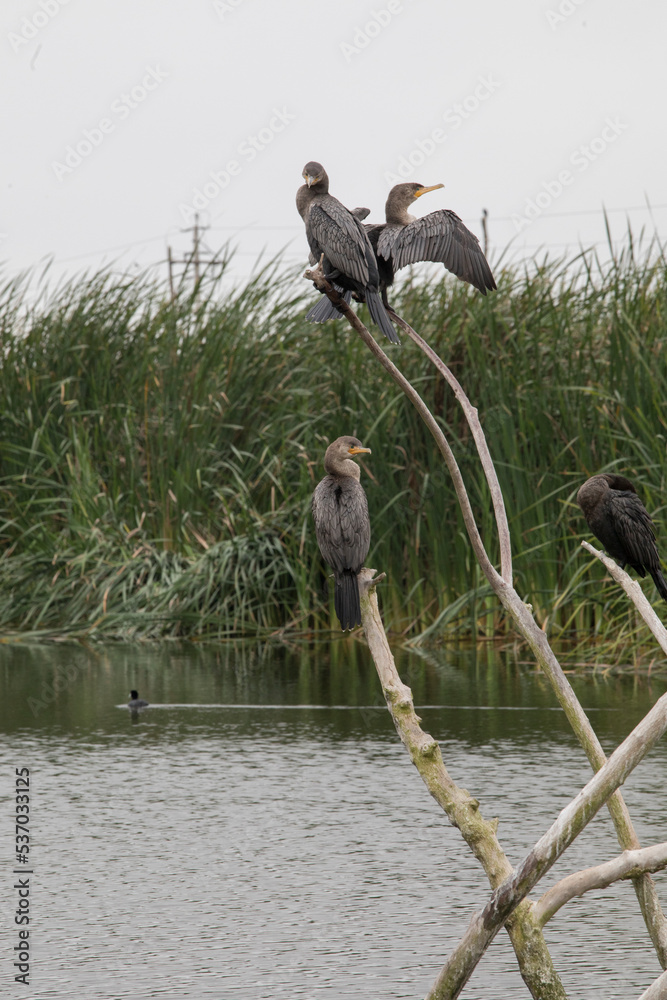 Pantanos de Villa Lima Peru Bird watching sightseing wetland swamp ...