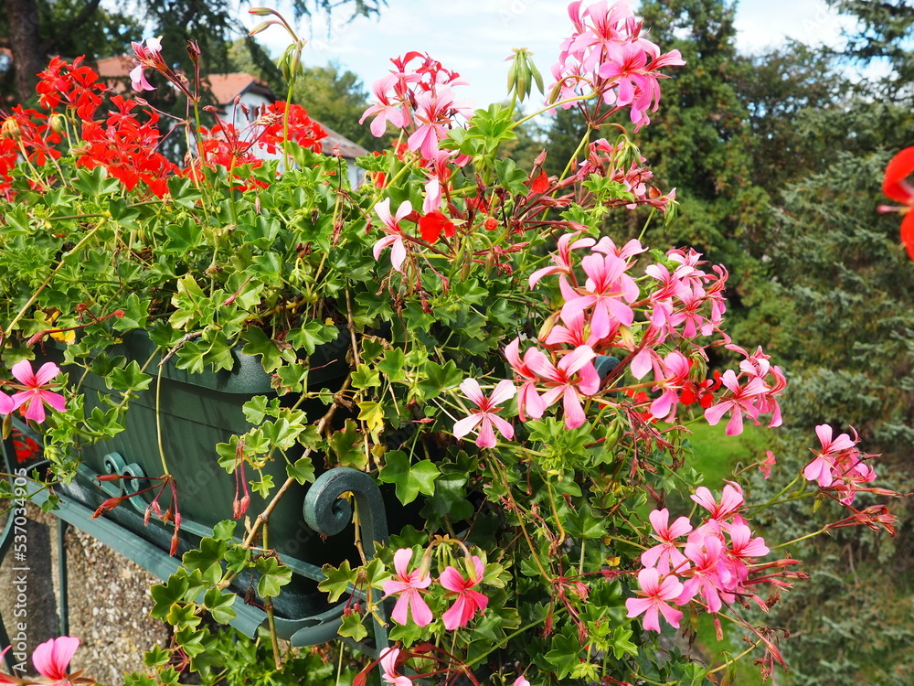 Blooming red pink ivy geranium pelargonium in the vertical design of ...
