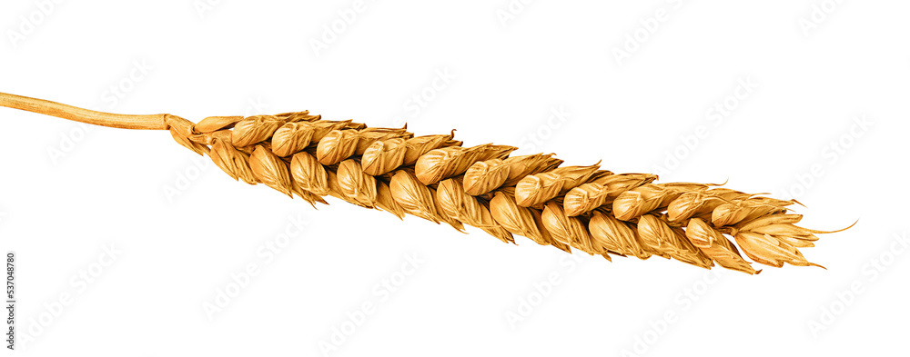 Wheat ear isolated on white or transparent background. One wheat spike ...