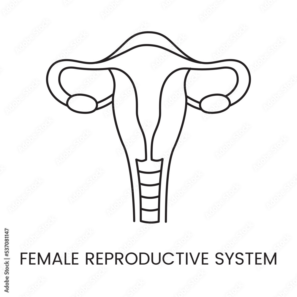 Female reproductive system linear icon in vector, illustration of human ...