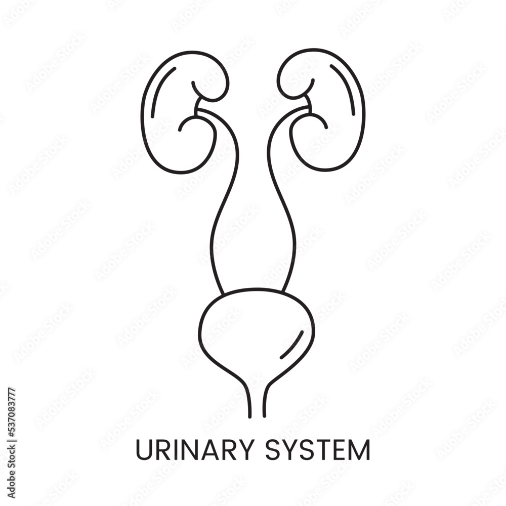 Vetor de The human urinary system is an icon of a line in a vector, an ...