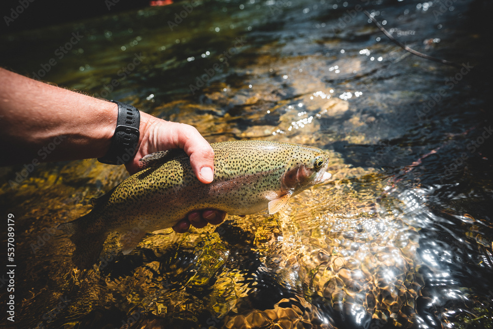 Fish caught while fly fishing in nature Stock Photo | Adobe Stock
