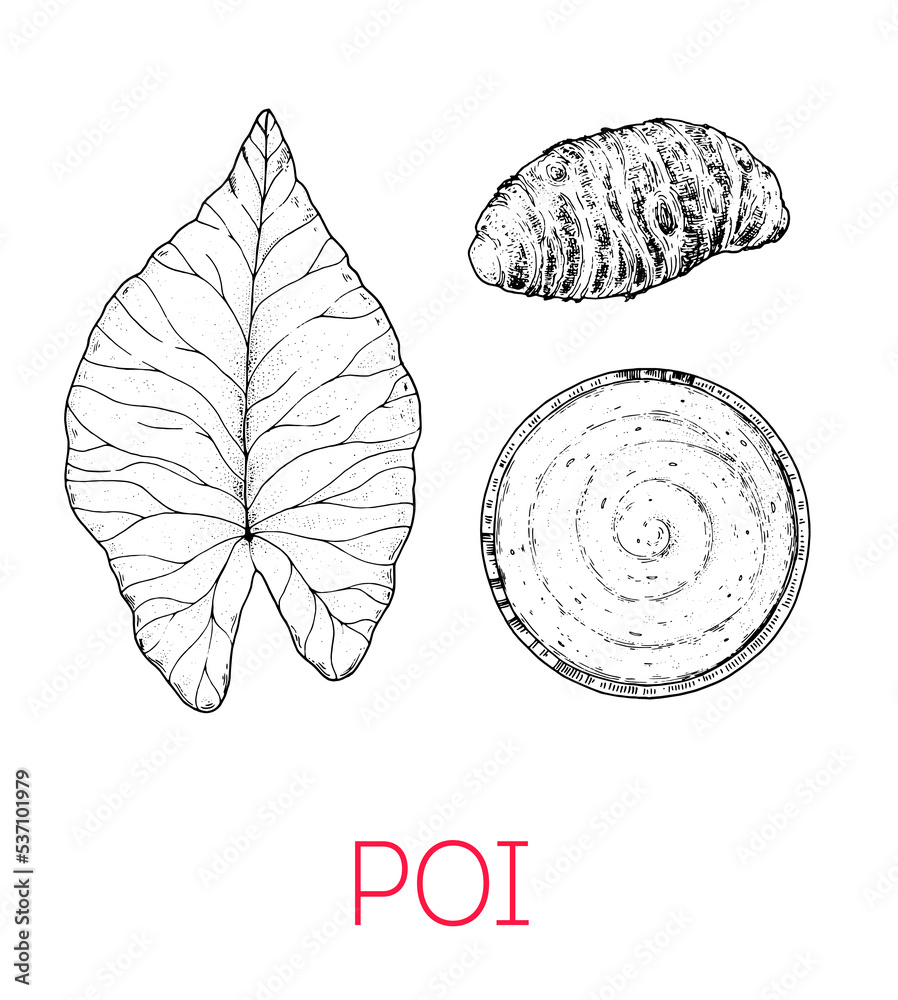 Poi, Hawaiian food. Hand drawn vector illustration. Sketch style. Top ...