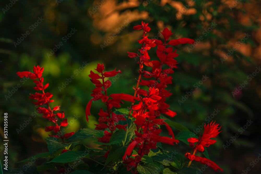 Salvia coccinea flowers, beautiful red splendens scarlet sage blooming ...