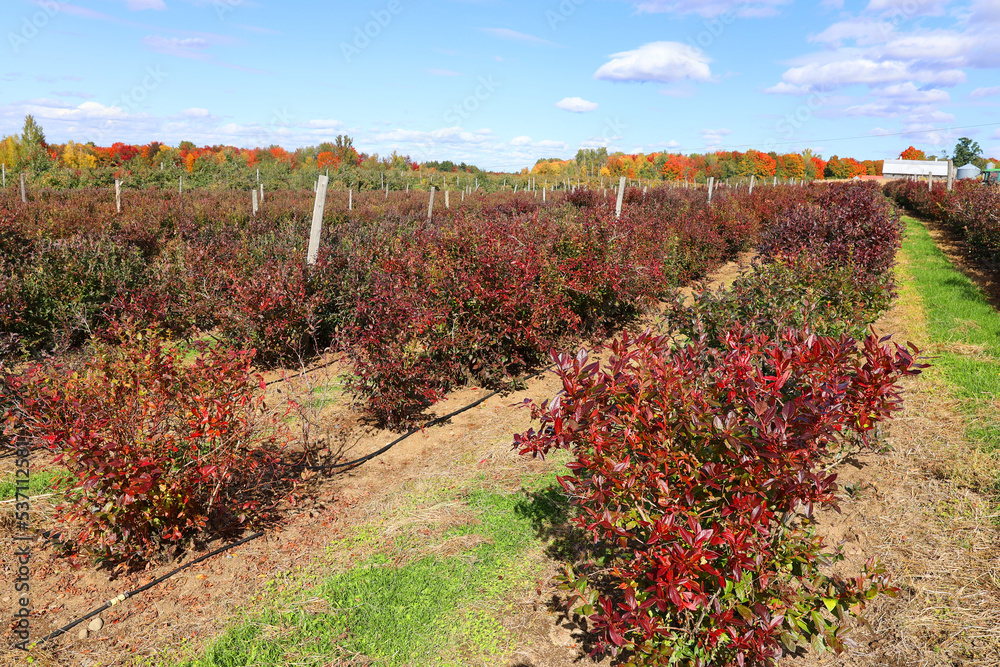 In fall blueberry bushes are one of the easiest fruit bearing bushes to ...