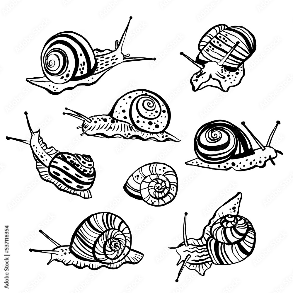 Realistic illustration of snails of different shapes drawn with ink. Simple graphic silhouette ...