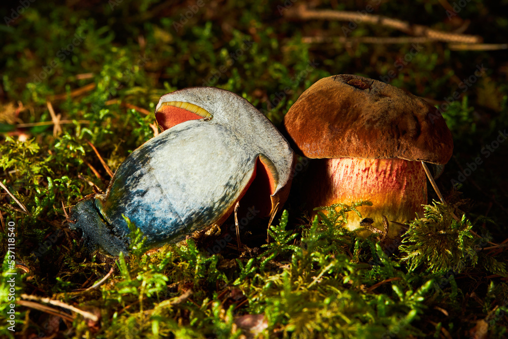 Foto de Scarletina bolete, red foot bolete, dotted stem bolete ...