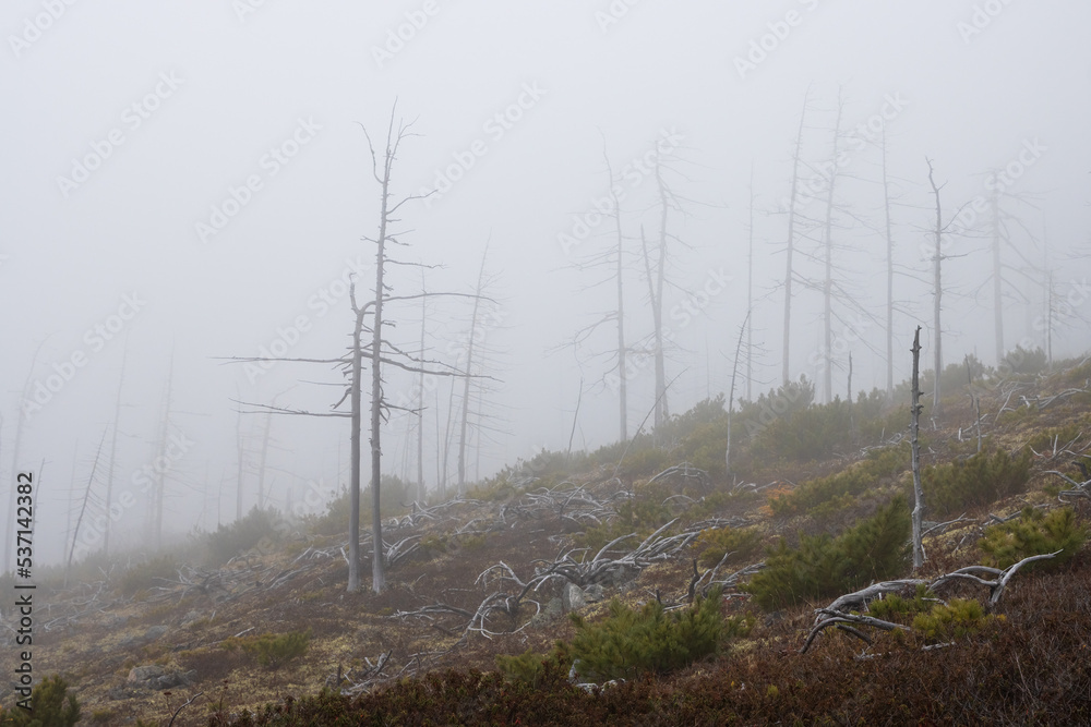 Autumn misty landscape. Dead forest on a mountain slope. Dry larch ...