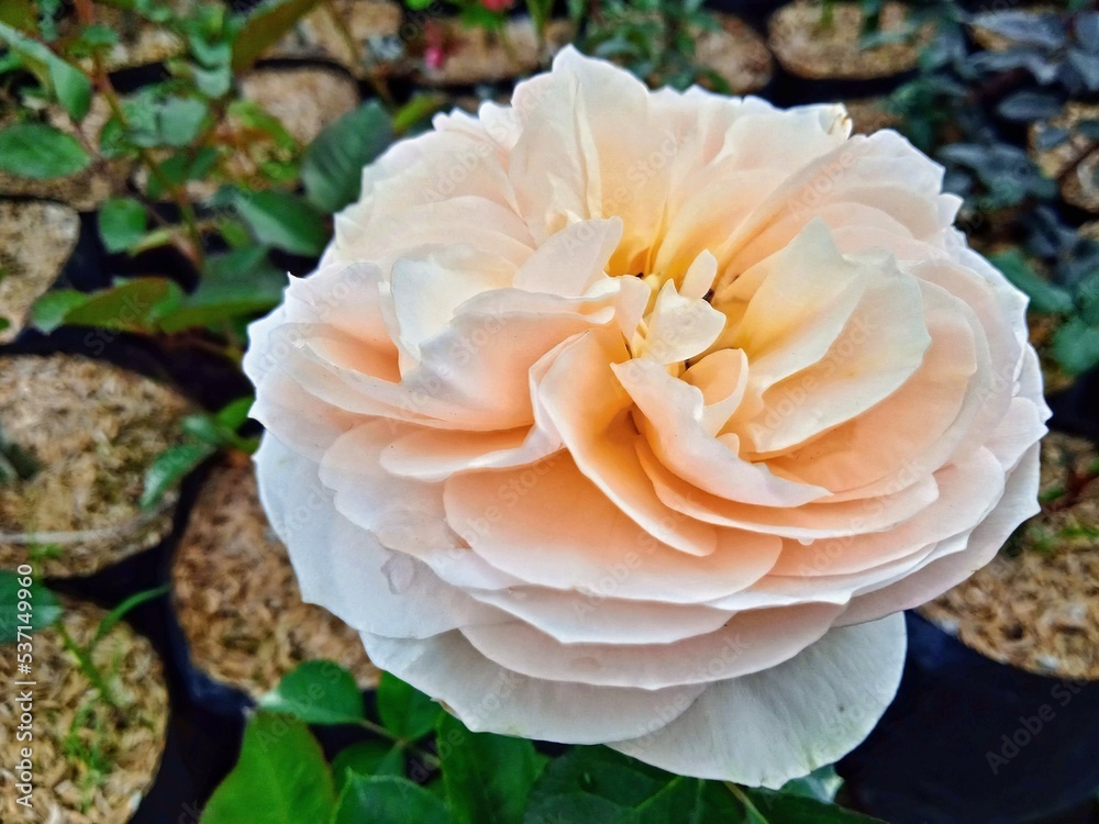 Valencia hybrid tea rose of exquisite form with huge clotted creamy ...