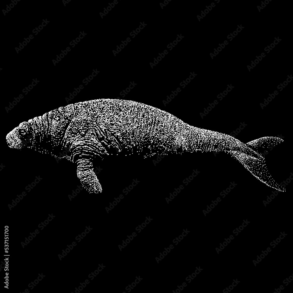 Manatee hand drawing. Vector illustration isolated on black background ...
