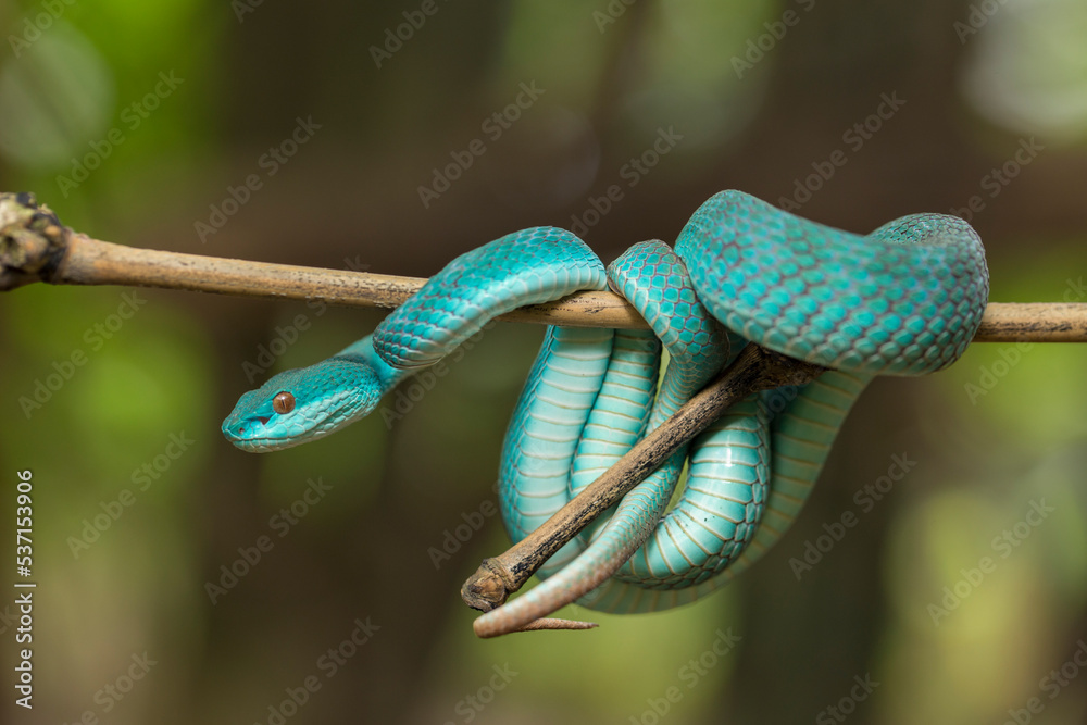 Blue Insularis snake (Trimeresurus Insularis) White-lipped Island Pit ...