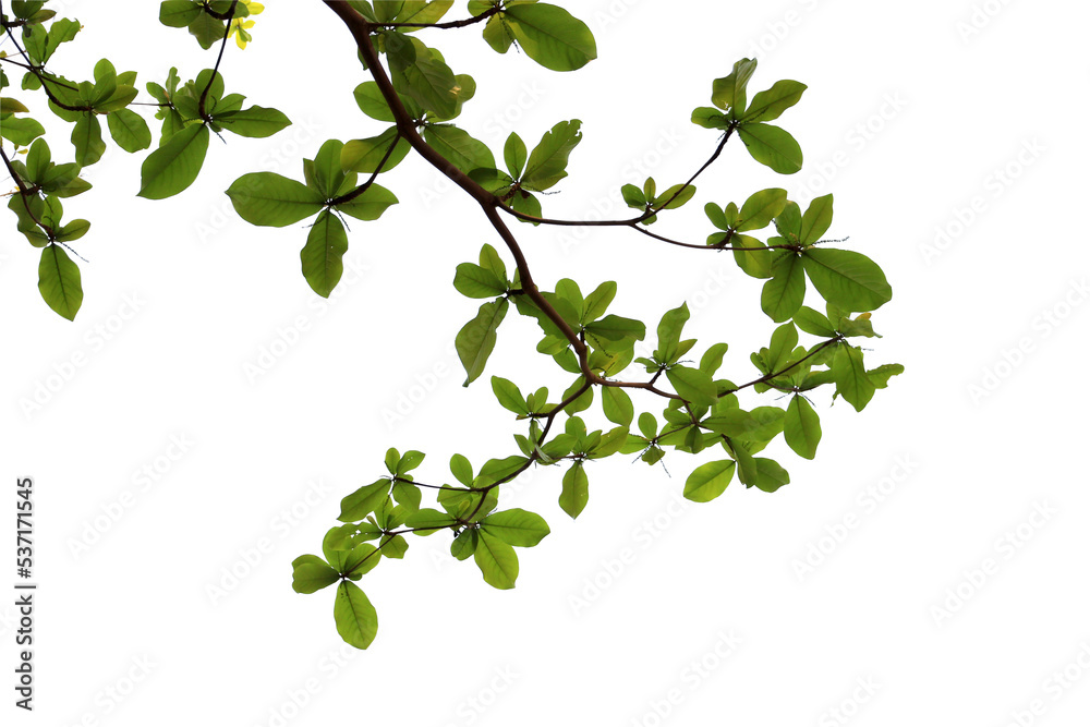 green leaf and branch isolated on white background.Is a fresh green ...