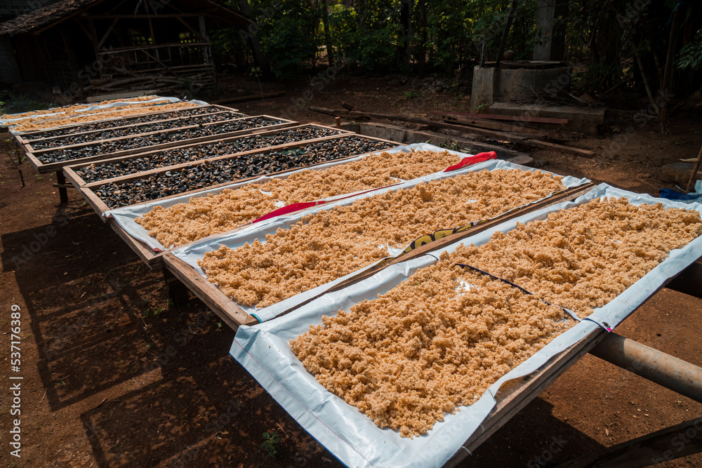Drying raw thiwul and gatot in the hot sun, a traditional food from ...