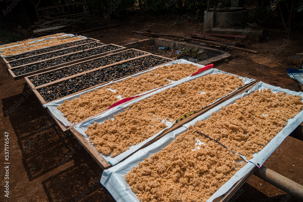 Drying raw thiwul and gatot in the hot sun, a traditional food from ...