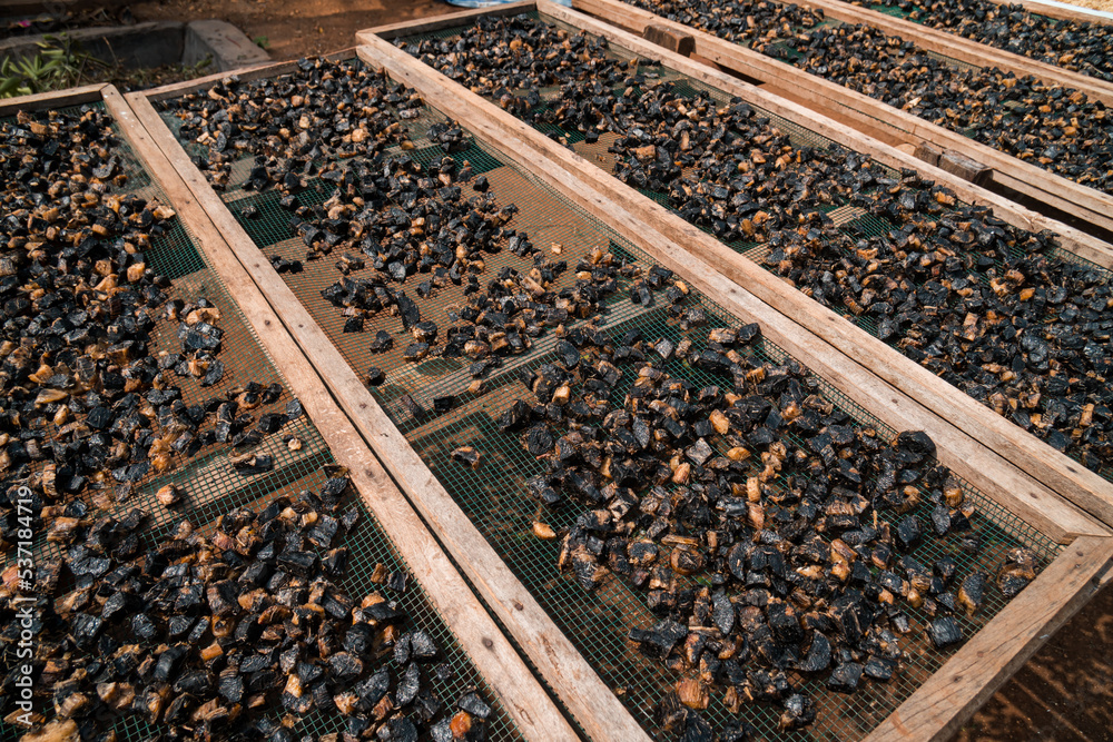Drying thiwul under the hot sun, a traditional brown & black food from ...