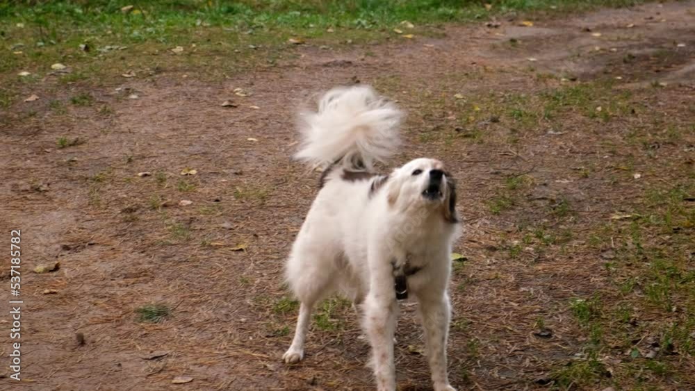 Aggressive Dog is Barking Outdoors. Mad Dog Shows Dangerous Teeth ...