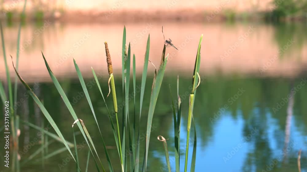 Reeds and sedge on the background of the water surface of a forest lake ...
