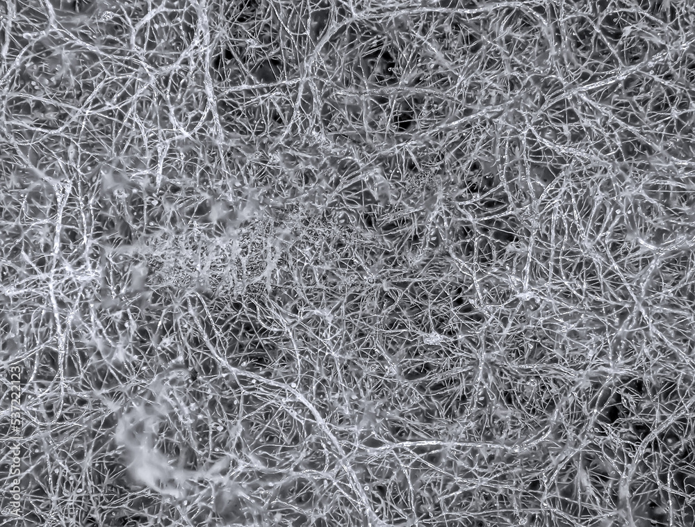 Mycelium fungus, Fusarium euwallaceae. Macro. Background. Texture Stock ...