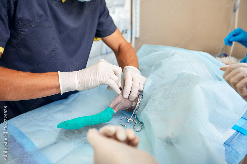 veterinary medical team performing an operation. spaying and neutering ...