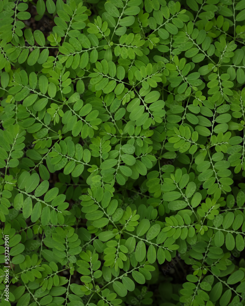 Closeup of Phyllanthus niruri. Gale of the wind. Stonebreaker. Seed ...