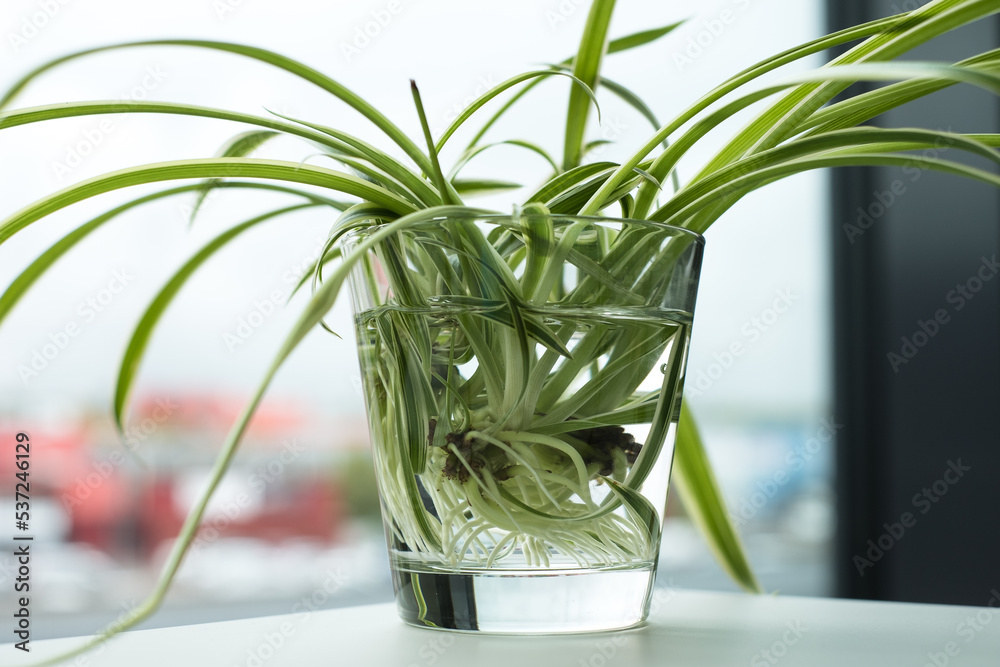 Foto de Green houseplant growing roots in water glass. Spider plant ...