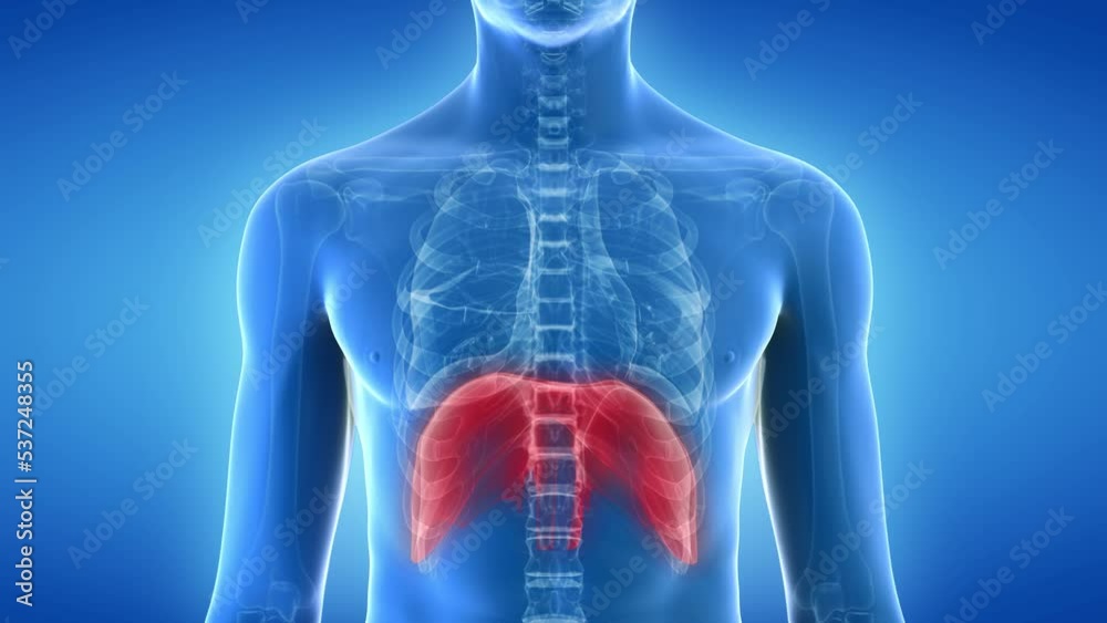 3d rendered medical animation of the diaphragm movement during ...