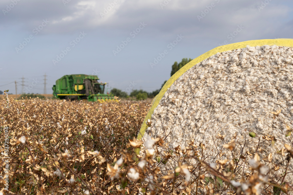 John Deere type cotton picker, 6 rows in a cotton field during picking ...
