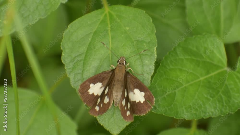 Beautiful butterfly waving its wings on the green leaf. Udaspes folus ...