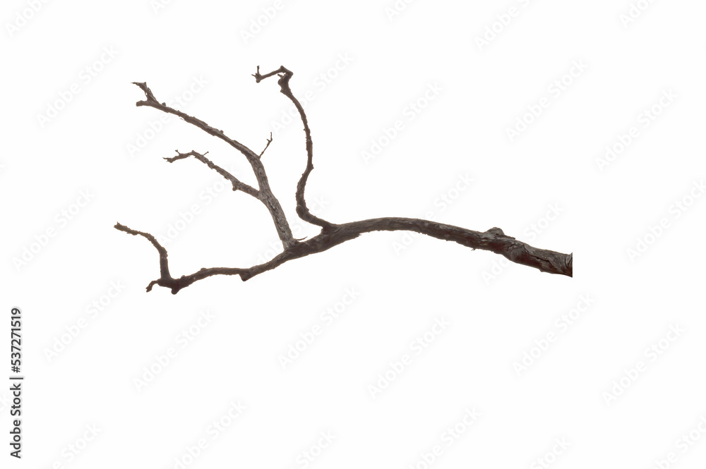 Dry branch of dead tree with cracked dark bark.beautiful dry branch of ...