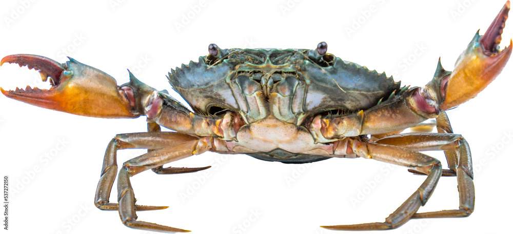 Scylla serrata. Mud crab isolated on transparent background. Raw ...