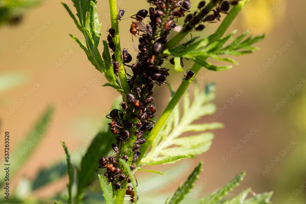 ants and aphids, symbiosis, insects on a tansy stalk Stock Photo ...