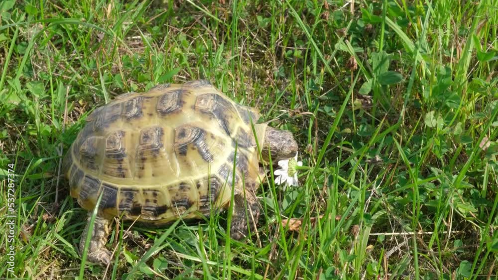 land Central Asian tortoise walks in the green grass, the tortoise eats ...