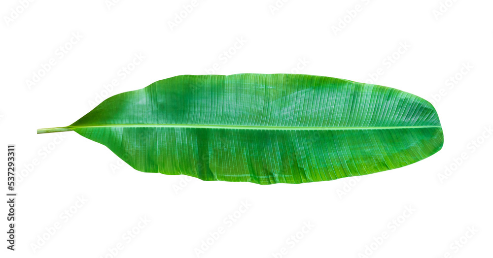 banana leaf isolated Stock Photo | Adobe Stock