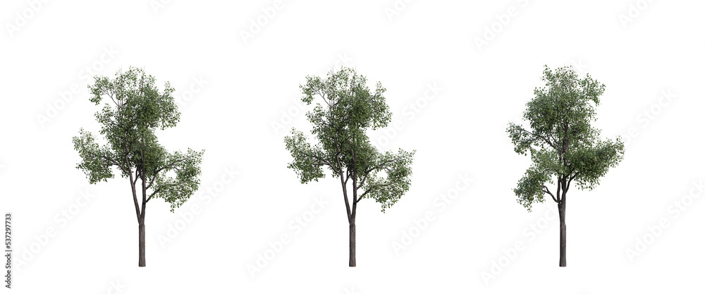 tree isolated on transparent background , tree 3d render Stock ...