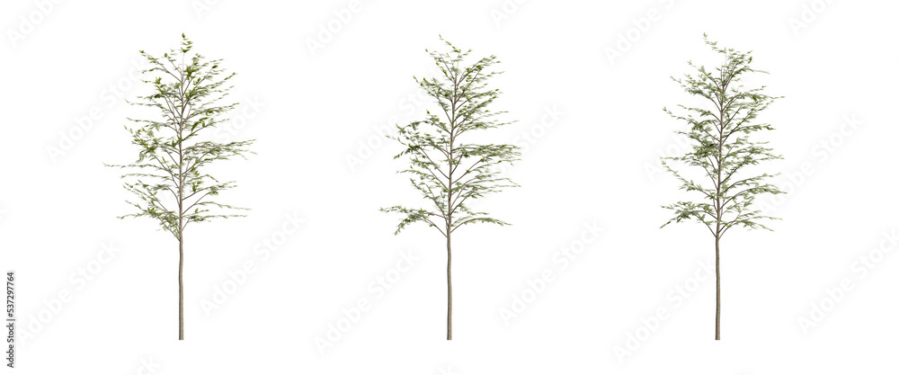 tree isolated on transparent background , tree 3d render Stock ...