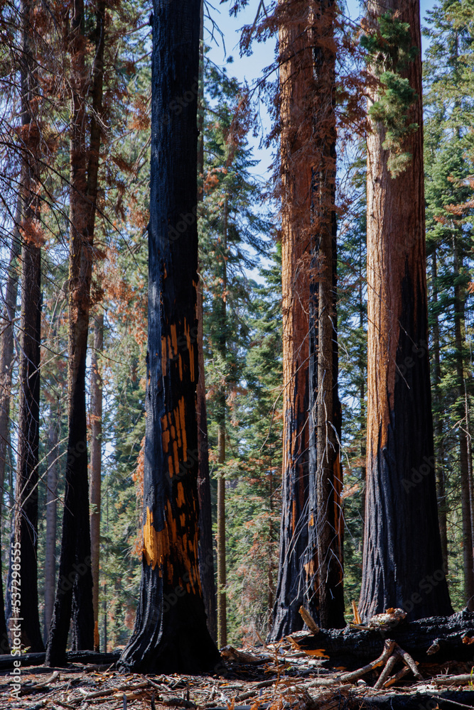 Burnt sequoia trees in Sequoia National park after a huge wildfire in ...