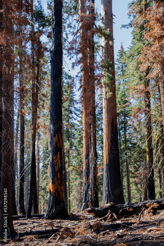 Burnt sequoia trees in Sequoia National park after a huge wildfire in ...