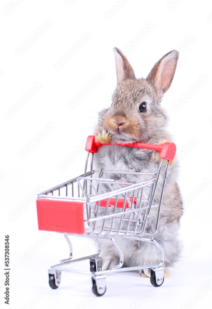 Cute little rabbit stand and hold trolley on white background. Young ...